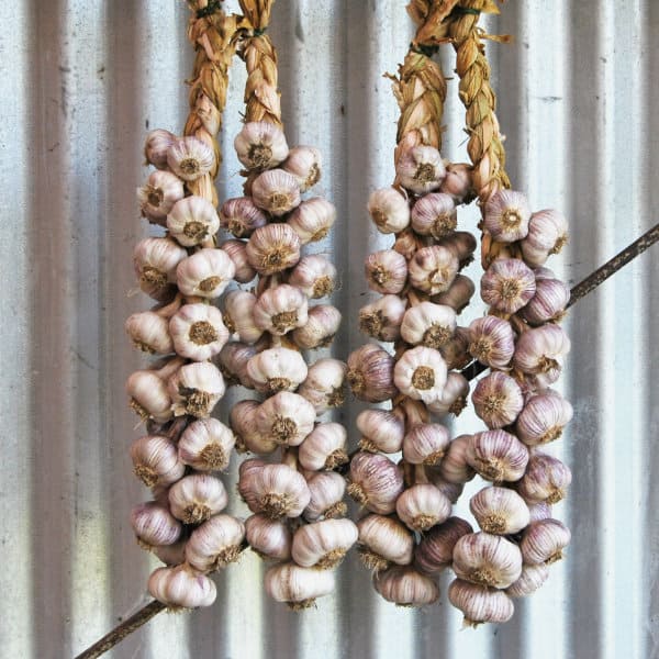 Australian Garlic South Gippsland. Chemical free. Franklin River Garlic.